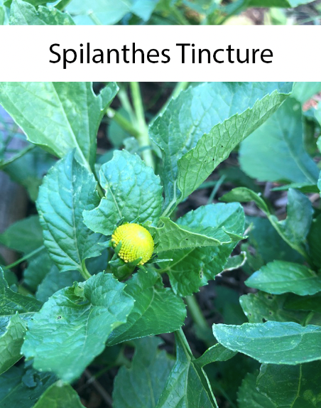 Spilanthes Tincture – MaryElizabethArts