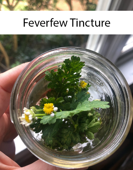 Feverfew Tincture – MaryElizabethArts